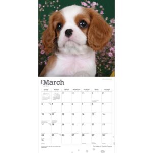 The Beauty of Cavalier King Charles Spaniel Puppies | 2024 12 x 24 Inch Monthly Square Wall Calendar | Sticker Sheet | StarGifts | Animals Dog Breeds Puppy