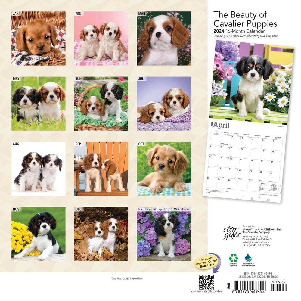 The Beauty of Cavalier King Charles Spaniel Puppies | 2024 12 x 24 Inch Monthly Square Wall Calendar | Sticker Sheet | StarGifts | Animals Dog Breeds Puppy