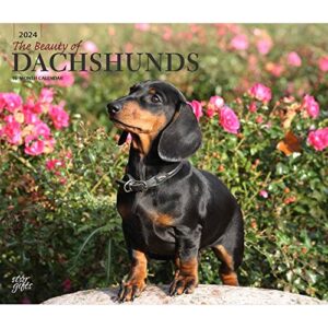 the beauty of dachshunds | 2024 14 x 24 inch monthly deluxe wall calendar | sticker sheet | stargifts | animal dog breeds