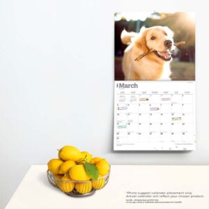 The Beauty of Golden Retrievers | 2024 14 x 24 Inch Monthly Deluxe Wall Calendar | Sticker Sheet | StarGifts | Animal Dog Breeds