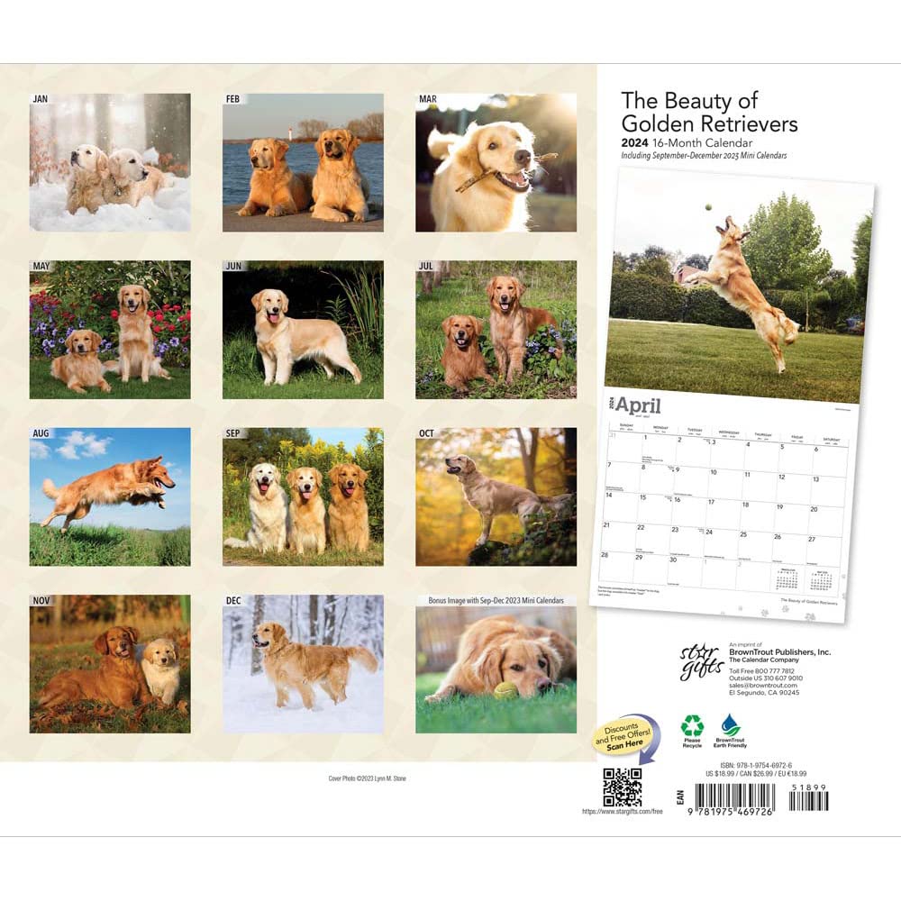 The Beauty of Golden Retrievers | 2024 14 x 24 Inch Monthly Deluxe Wall Calendar | Sticker Sheet | StarGifts | Animal Dog Breeds