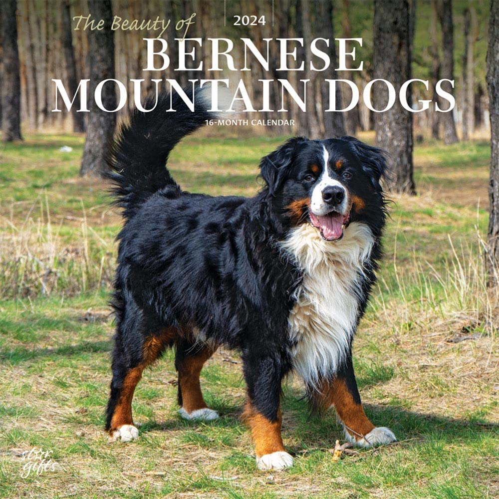 The Beauty of Bernese Mountain Dogs | 2024 12 x 24 Inch Monthly Square Wall Calendar | Sticker Sheet | StarGifts | Animals Breeds