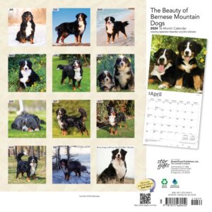 The Beauty of Bernese Mountain Dogs | 2024 12 x 24 Inch Monthly Square Wall Calendar | Sticker Sheet | StarGifts | Animals Breeds