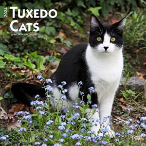 tuxedo cats | 2024 12 x 24 inch monthly square wall calendar | browntrout | animals kittens feline