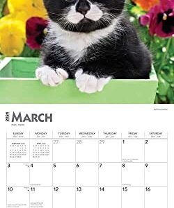 Tuxedo Cats | 2024 12 x 24 Inch Monthly Square Wall Calendar | BrownTrout | Animals Kittens Feline