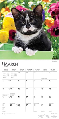 Tuxedo Cats | 2024 12 x 24 Inch Monthly Square Wall Calendar | BrownTrout | Animals Kittens Feline