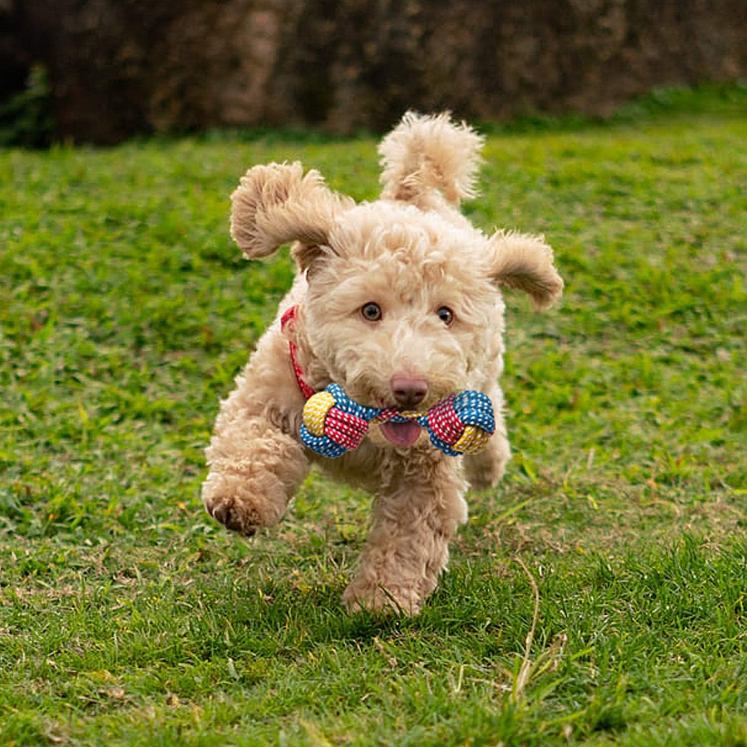 Toozey 7 Pack Small Dog Toys, Puppy Teething Toys, Durable Ropes Chew Toys, Cute Calf Squeaky Dog Toys, Non-Toxic and Safe