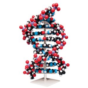 molymod mks-122-10 ten-layer dna molecular model