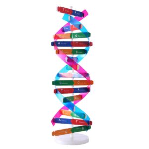 hmane dna models double helix model components science educational teaching instrument toy