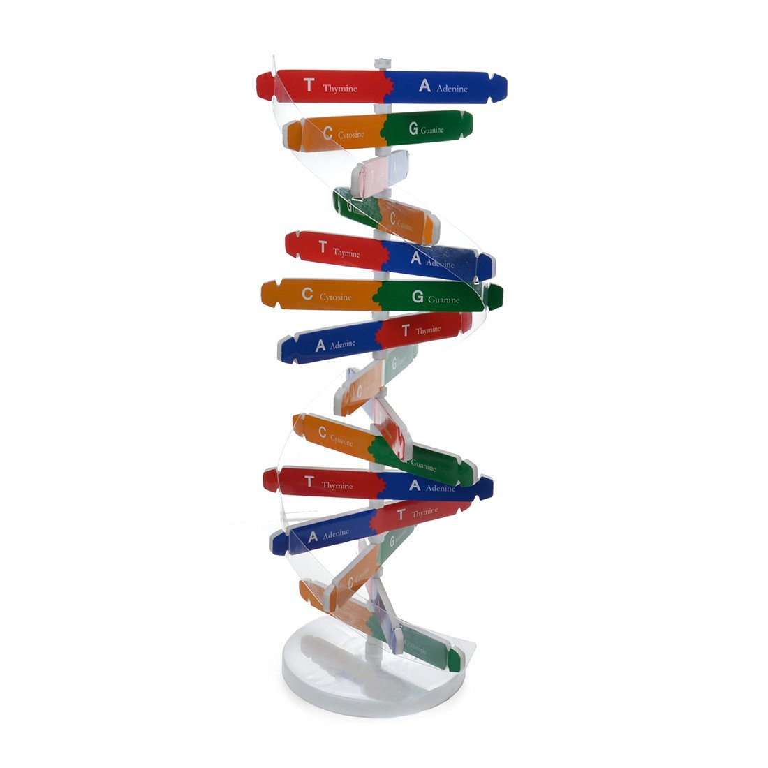 HMANE DNA Models Double Helix Model Components Science Educational Teaching Instrument Toy