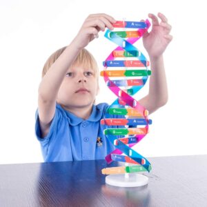 HMANE DNA Models Double Helix Model Components Science Educational Teaching Instrument Toy