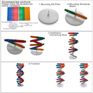 HMANE DNA Models Double Helix Model Components Science Educational Teaching Instrument Toy