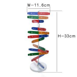 HMANE DNA Models Double Helix Model Components Science Educational Teaching Instrument Toy