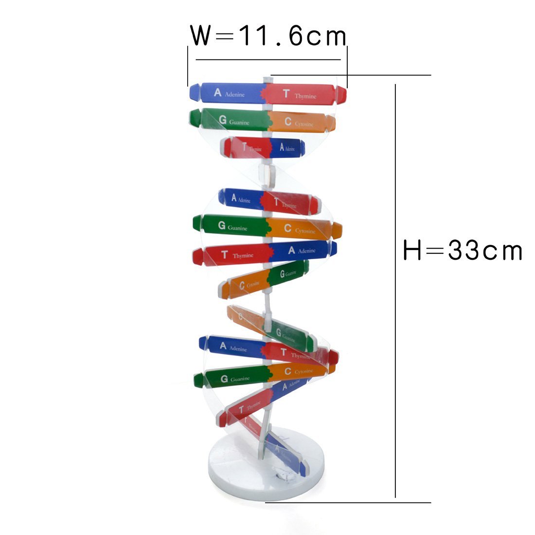 HMANE DNA Models Double Helix Model Components Science Educational Teaching Instrument Toy