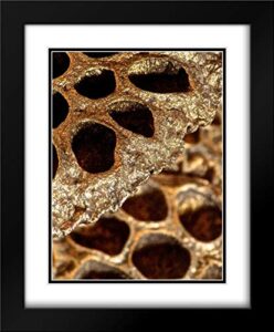 burkhart, monika 20x24 black modern framed and double matted museum art print titled lotus pods ii