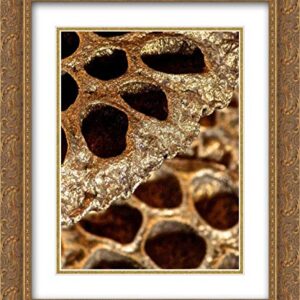 Burkhart, Monika 28x34 Gold Ornate Frame and Double Matted Museum Art Print Titled Lotus Pods II