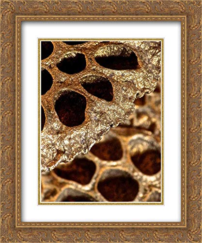 Burkhart, Monika 28x34 Gold Ornate Frame and Double Matted Museum Art Print Titled Lotus Pods II