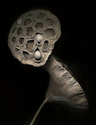 Imagekind Wall Art Print entitled Lotus Pods II by Dawn Leblanc | 36 x 47