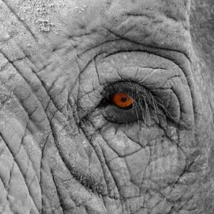 buyartforless Elephant Eye 36x24 Photographic Reproduction Canvas, Gray