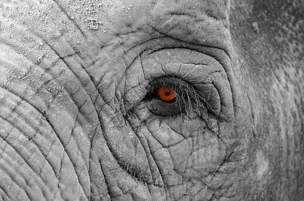 buyartforless Elephant Eye 36x24 Photographic Reproduction Canvas, Gray