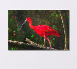 exotic bird scarlet ibis canvas print 1 panel / 36x24 inches