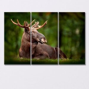 American Moose in Natural Habitat Canvas Print 5 Panels / 36x24 inches