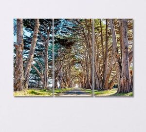 tree tunnel at california usa canvas print 3 panels / 36x24 inches