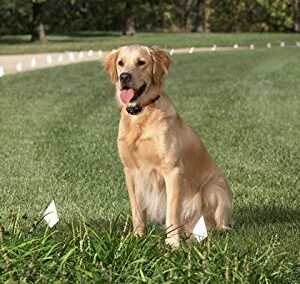 Small Black Bones Replacement Containment and Training Dog Collar Strap with RFA-67 Batteries - Compatible with Most PetSafe In-Ground Fence, Wireless Fence Receiver, and Training Collars (Bundle 2)