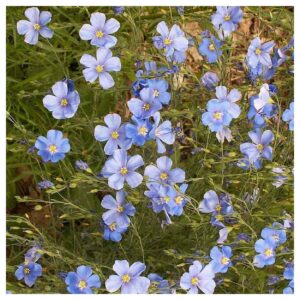 Everwilde Farms - 2000 Blue Flax Wildflower Seeds - Gold Vault Jumbo Seed Packet