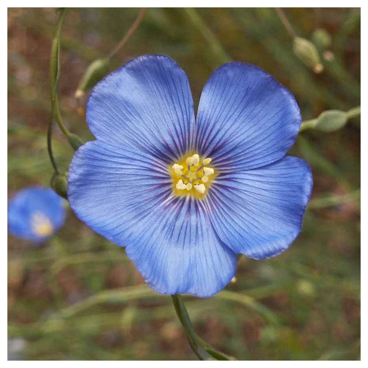 Everwilde Farms - 2000 Blue Flax Wildflower Seeds - Gold Vault Jumbo Seed Packet