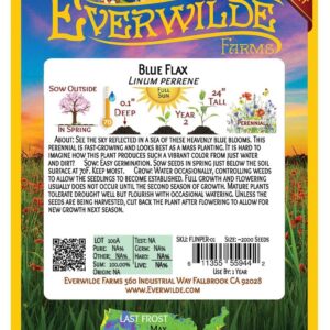 Everwilde Farms - 2000 Blue Flax Wildflower Seeds - Gold Vault Jumbo Seed Packet