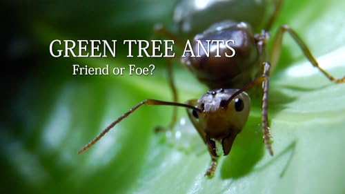 Green Tree Ants: Friend Or Foe?