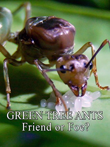 Green Tree Ants: Friend Or Foe?