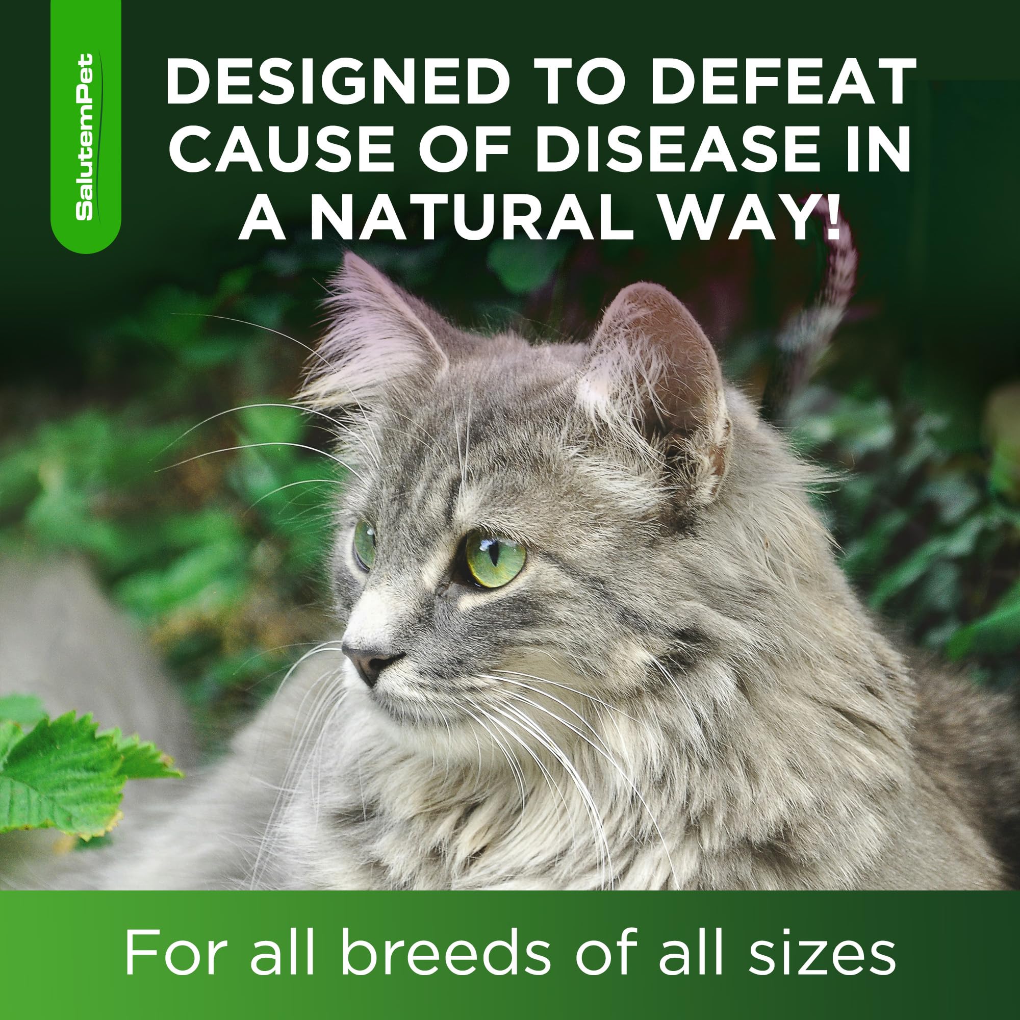 Natural Antibiotics for Cats | Cat Antibiotics | Supports Cat Allergy Relief | Cat Itch Relief | Cat Allergy Support | Cat Multivitamin | Pet Antibiotics | Cat Antibiotics | 2 Oz