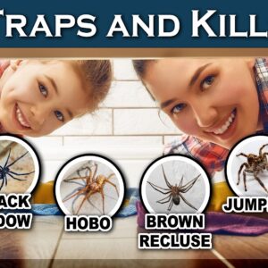 MaxGuard Mini Spider + Insect Traps (24 pcs Box Trap) | Non-Toxic Extra Sticky Glue Traps | Trap and Kill Hobo Spiders, Black Widow Spiders, Brown Recluse Spiders and Crawling Bugs |