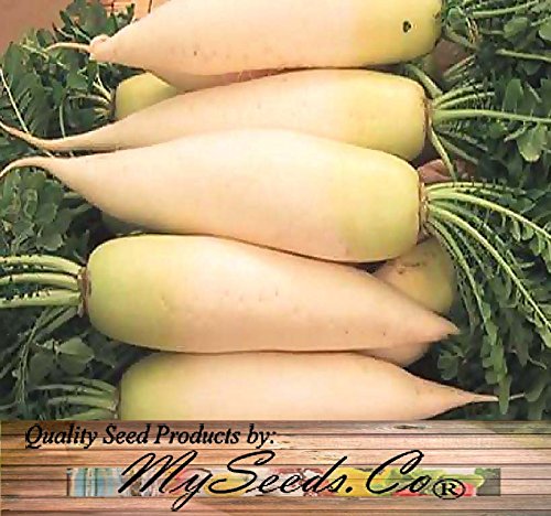 Big Pack - (3,000) Japanese Daikon - Daikon Radish Seeds - Japanese Radish - Non-GMO Seeds by MySeeds.Co (Big Pack - Daicon Radish)