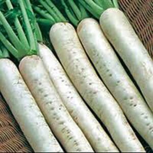 japanese daikon radish