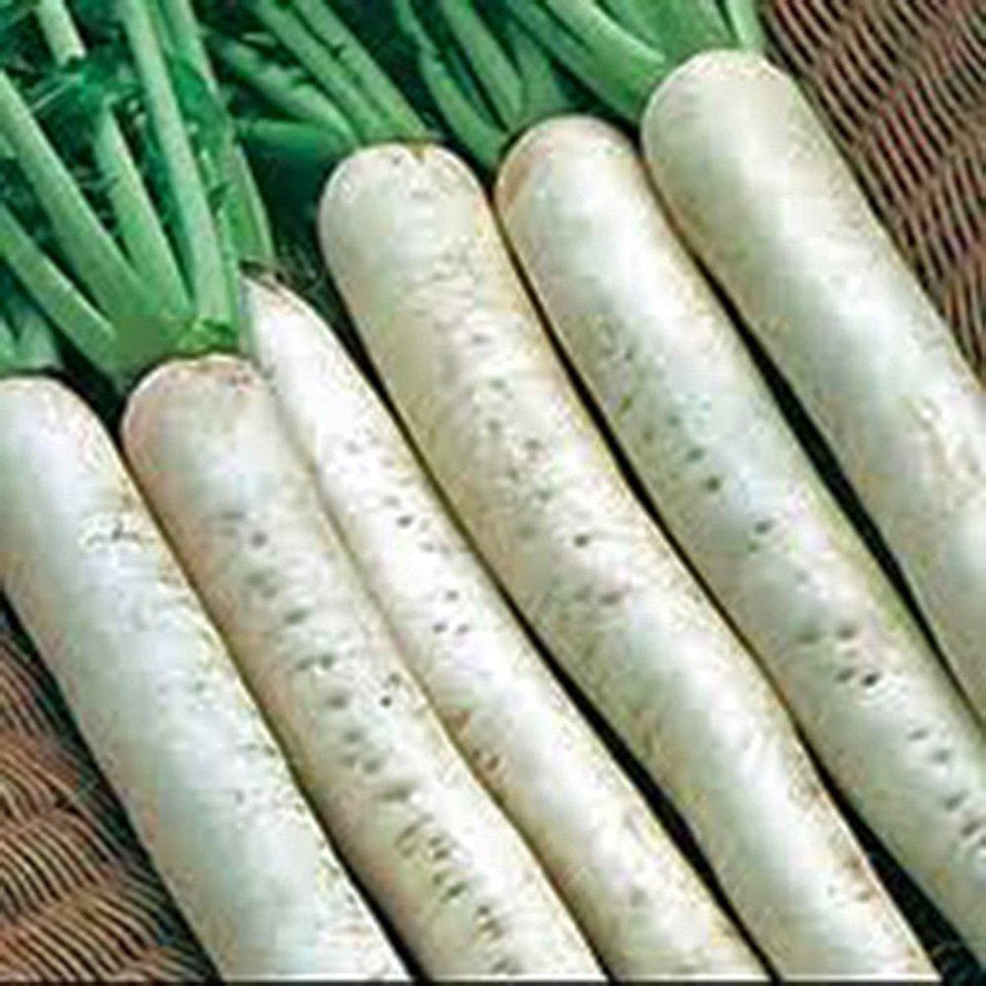 Japanese Daikon Radish