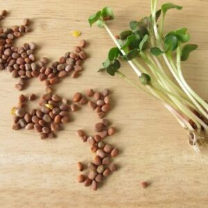 Japanese Daikon Radish