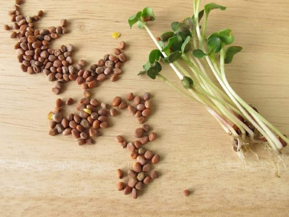 Japanese Daikon Radish