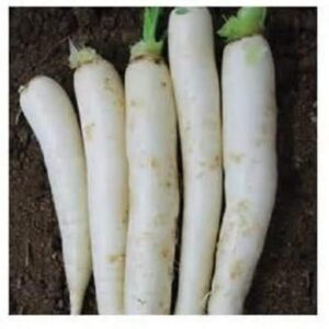 Small Radishing Collection- (1) 50pk Daikon Radish, (1) 50pk Cherry Belle Radish, (1) 50pk Sparkler White Tip Radish and (1) 50pk Rambo Radish