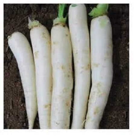 Large Radishing Collection-(1) 50pk Daikon, (1) 50pk Cherry Belle,(1) 50pk Sparkler White Tip, (1) 50pk Rambo, (1) 50pk Black Spanish Round, (1) 50pk Hailstone White, (1) French Breakfast Radish Seeds