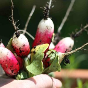 Large Radishing Collection-(1) 50pk Daikon, (1) 50pk Cherry Belle,(1) 50pk Sparkler White Tip, (1) 50pk Rambo, (1) 50pk Black Spanish Round, (1) 50pk Hailstone White, (1) French Breakfast Radish Seeds