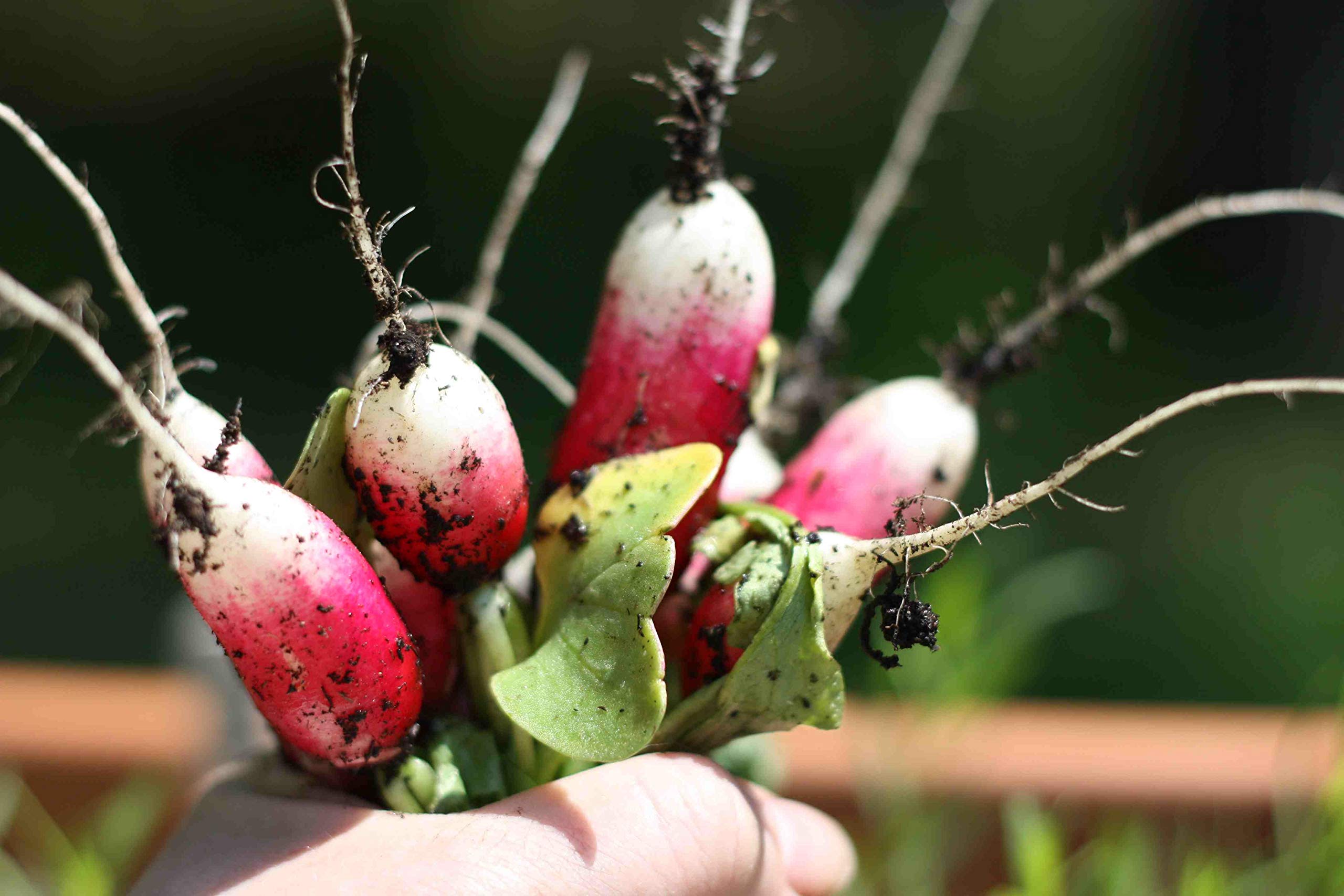 Large Radishing Collection-(1) 50pk Daikon, (1) 50pk Cherry Belle,(1) 50pk Sparkler White Tip, (1) 50pk Rambo, (1) 50pk Black Spanish Round, (1) 50pk Hailstone White, (1) French Breakfast Radish Seeds