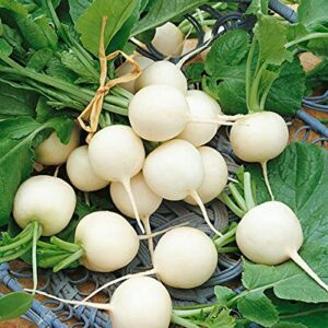 Large Radishing Collection-(1) 50pk Daikon, (1) 50pk Cherry Belle,(1) 50pk Sparkler White Tip, (1) 50pk Rambo, (1) 50pk Black Spanish Round, (1) 50pk Hailstone White, (1) French Breakfast Radish Seeds