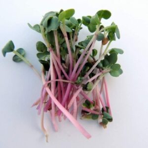 "COOL BEANS n SPROUTS" Brand, Radish Duo Sprouting Mix, 2 Ounces, This is a Mix of Daikon Radish and Red Radish Seeds.