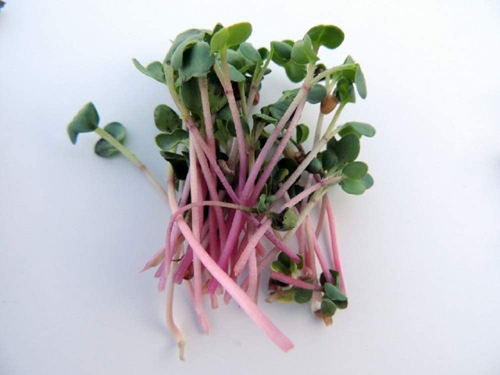 "COOL BEANS n SPROUTS" Brand, Radish Duo Sprouting Mix, 2 Ounces, This is a Mix of Daikon Radish and Red Radish Seeds.