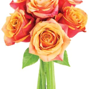 KaBloom PRIME NEXT DAY DELIVERY - Summer Collection - Bouquet of 6 Fresh Cut Orange Roses (Farm-Fresh, Long-Stem).Gift for Birthday, Anniversary,Valentine, Mother’s Day Fresh Flowers