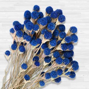 50 pcs natural blue dried thistle flowers bouquet, bulk dried craspedia billy balls button plant, 17'' diy floral arrangements for home boho kitchen table wedding vase decor