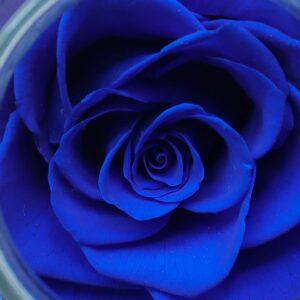 roliys Preserved Real Roses with Colorful Mood Light Wishing Bottle, Eternal Rose，Never Withered Flowers, Table Decor,Christmas Anniversary Valentine's, Blue 4.3inch, 1pcs